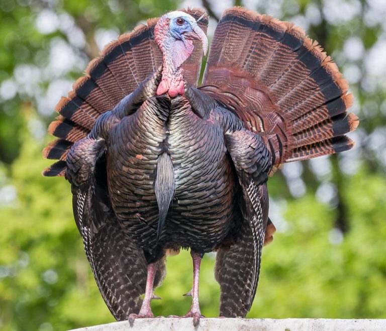 Bronze Turkey - Breed Profile - Backyard Poultry